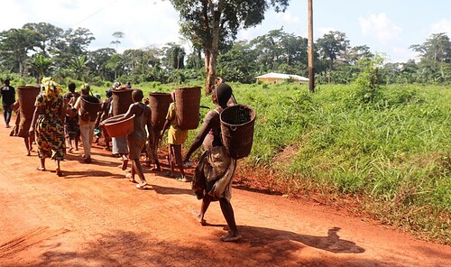 Cameroon's Indigenous Baka People Given Access To Fresh Forest ...