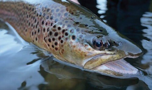 10 Reasons To Be Skeptical About Fish Pain Claims - Fishing World | Everand