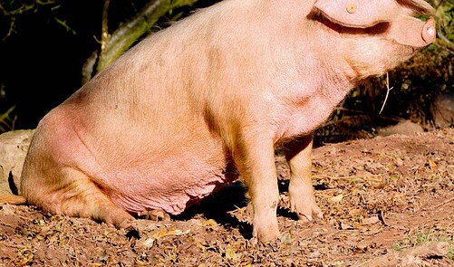 Native breeds British Lop - Country Life | Everand