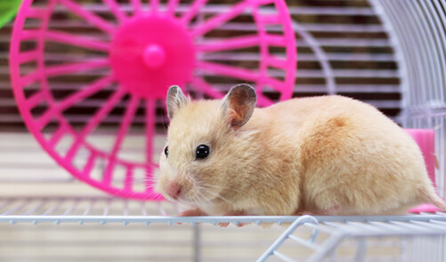 Best Hamster Cages For Creating A Cosy, Enriching Home - Evening ...