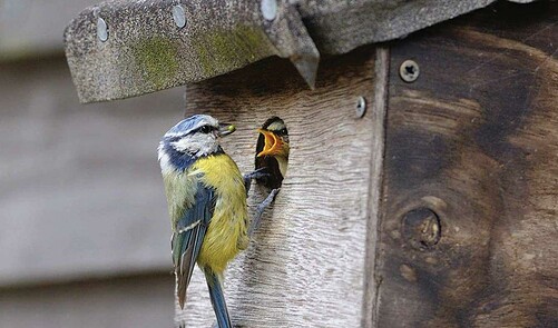 National Nest Box Week - BBC Countryfile Magazine | Everand