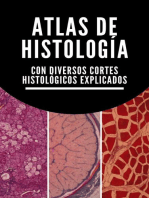 Histología Del Hueso Pdf Pdf Hueso Sistema Esquelético