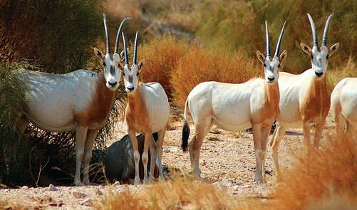 Rare Oryx Given A New Lease Of Life In North Africa - BBC Wildlife ...