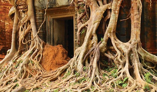 Strangler Fig Brings Life And Death To The Amazon Rainforest - Faces ...