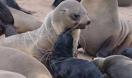 Giving Plastic Pollution A Cute Face - Travel News Namibia | Everand