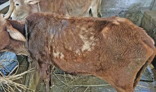 Australia Takes Cautionary Measures Against Lumpy Skin Disease - Farmer ...