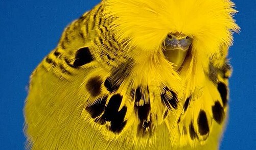 Seven Points That Make A Matrix - Cage & Aviary Birds | Everand