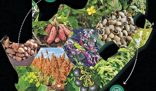 Underutilised Crops Come Into Their Own - Farmer's Weekly | Everand