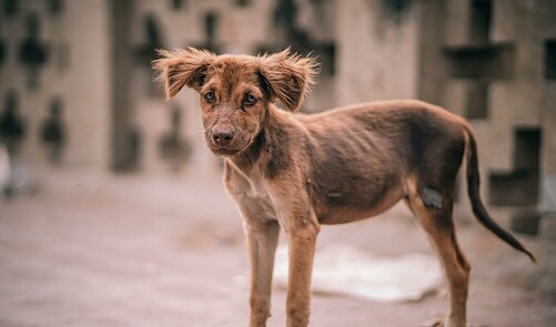 Solving The Problem Of Animal Cruelty In Trinidad & Tobago Needs More ...