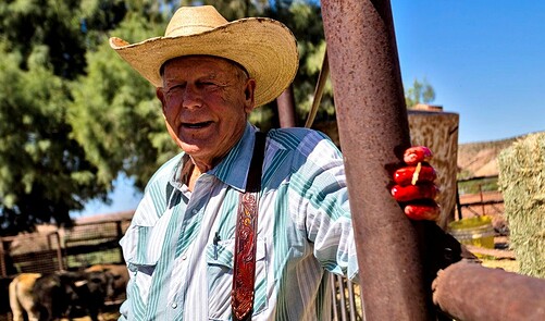 10 Years After Armed Standoff With Federal Agents, Bundy Cattle Are ...