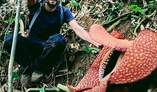Earth Day: Meet The Botanist On A Quest To Save The World's Largest ...