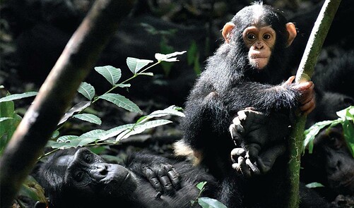 The Importance Of Child’s Play - BBC Wildlife Magazine | Everand