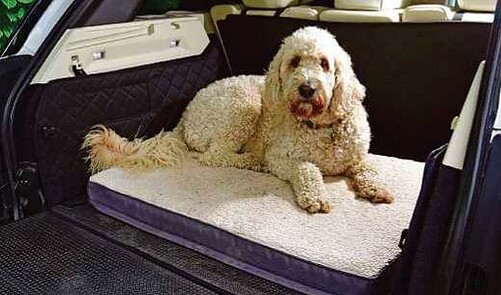 How To Take Your Dog To France - Auto Express Magazine | Everand