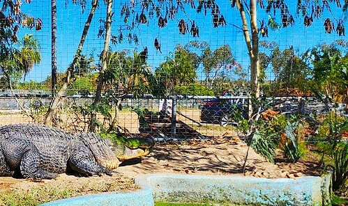 Meet Australia’s King Of Croc ’N’ Roll! - New Idea | Everand