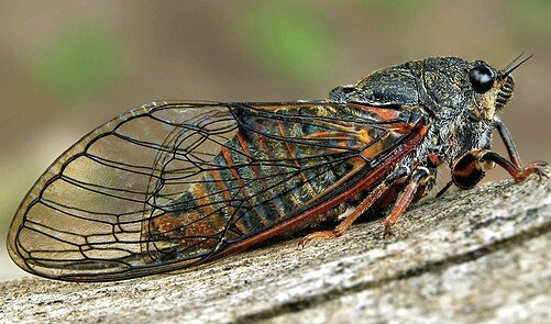 Britain To Welcome Back Extinct Cicada - BBC Wildlife Magazine | Everand
