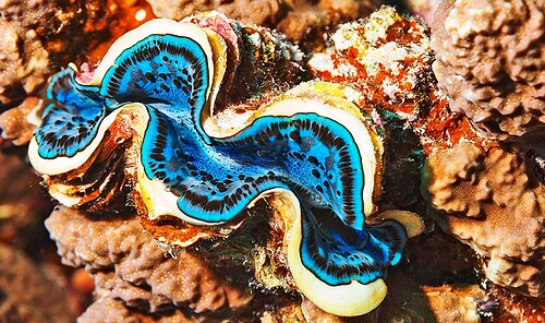 Giant Clams Could Inspire Better Solar Power Systems - Futurity | Everand