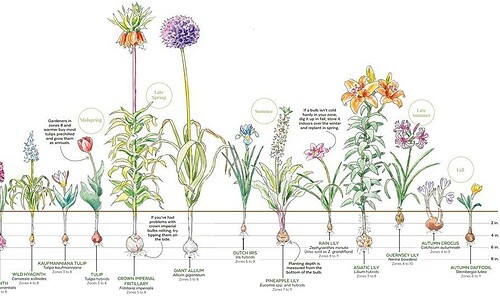 Why Bulb Depth Matters - Garden Gate | Everand