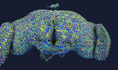 The Most Detailed Brain Map Ever - Nautilus | Everand