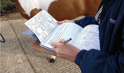 Irish Horse Census Is First Step In New Traceability System - Horse ...