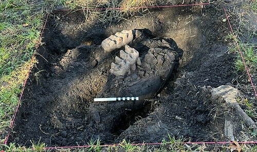 New York Homeowner Makes Groundbreaking Prehistoric Discovery – The ...