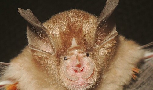 Vegetarian Piranha And Leonardo DiCaprio Snake Among New Species Named ...